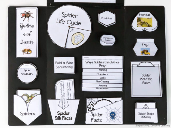 Spider Lapbook - Simple Living. Creative Learning