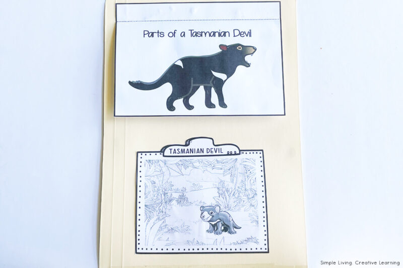 Tasmanian Devil Lapbook - Simple Living. Creative Learning