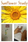 Our Sunflower Study - Simple Living. Creative Learning