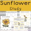 Our Sunflower Study - Simple Living. Creative Learning