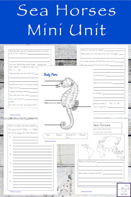 Sea Horse Mini Unit - Simple Living. Creative Learning