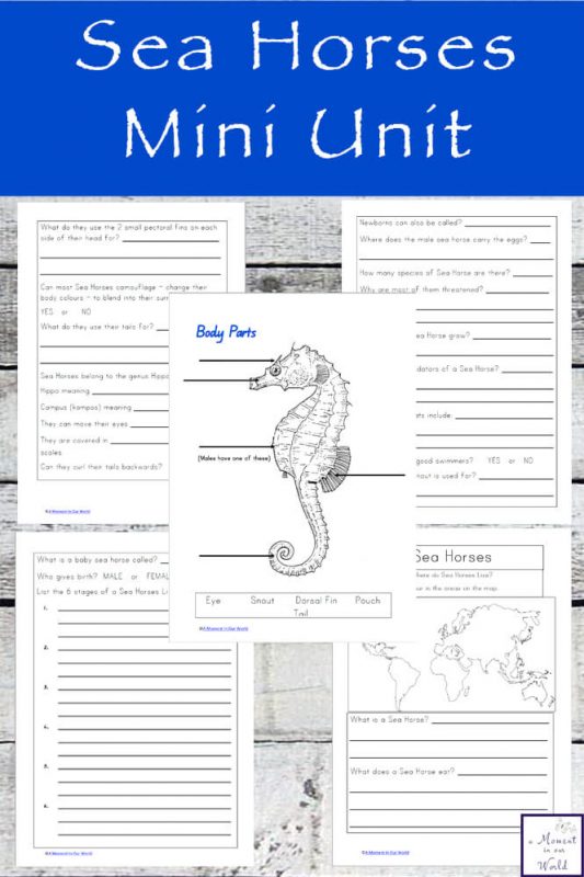 Sea Horse Mini Unit - Simple Living. Creative Learning