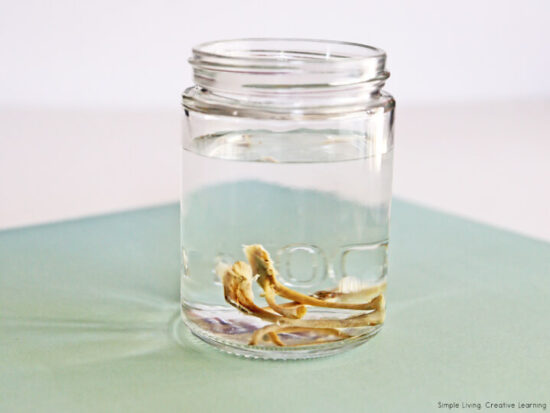Bending a Chicken Bone Science Experiment - Simple Living. Creative ...