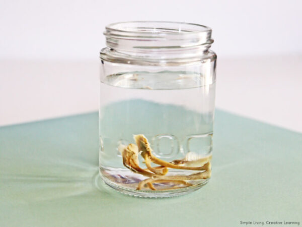 Bending a Chicken Bone Science Experiment - Simple Living. Creative ...