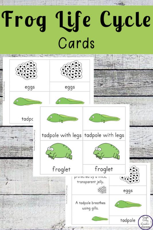 Frog Life Cycle Cards - Simple Living. Creative Learning
