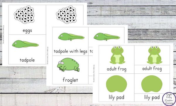 Frog Life Cycle Cards - Simple Living. Creative Learning
