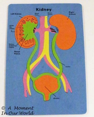 Human Body: Excretory System - Simple Living. Creative Learning