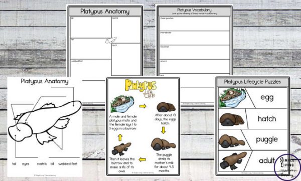 Platypus Unit - Simple Living. Creative Learning