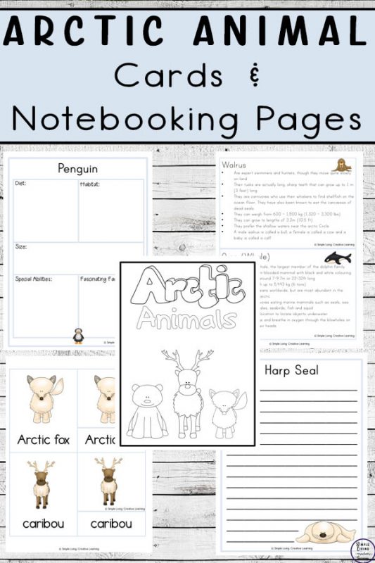 Arctic Animal Cards and Notebooking Pages - Simple Living. Creative ...