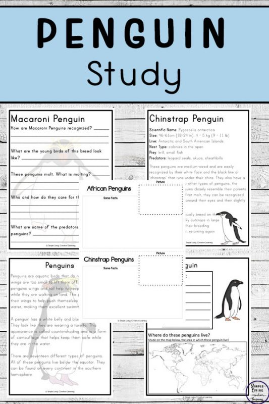 Penguin Study - Simple Living. Creative Learning