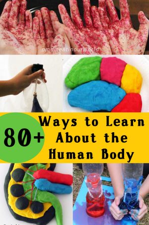 80+ Ways to Learn about the Human Body - Simple Living. Creative Learning