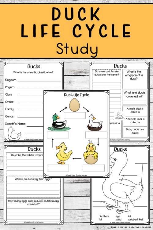 Duck Life Cycle Study - Simple Living. Creative Learning