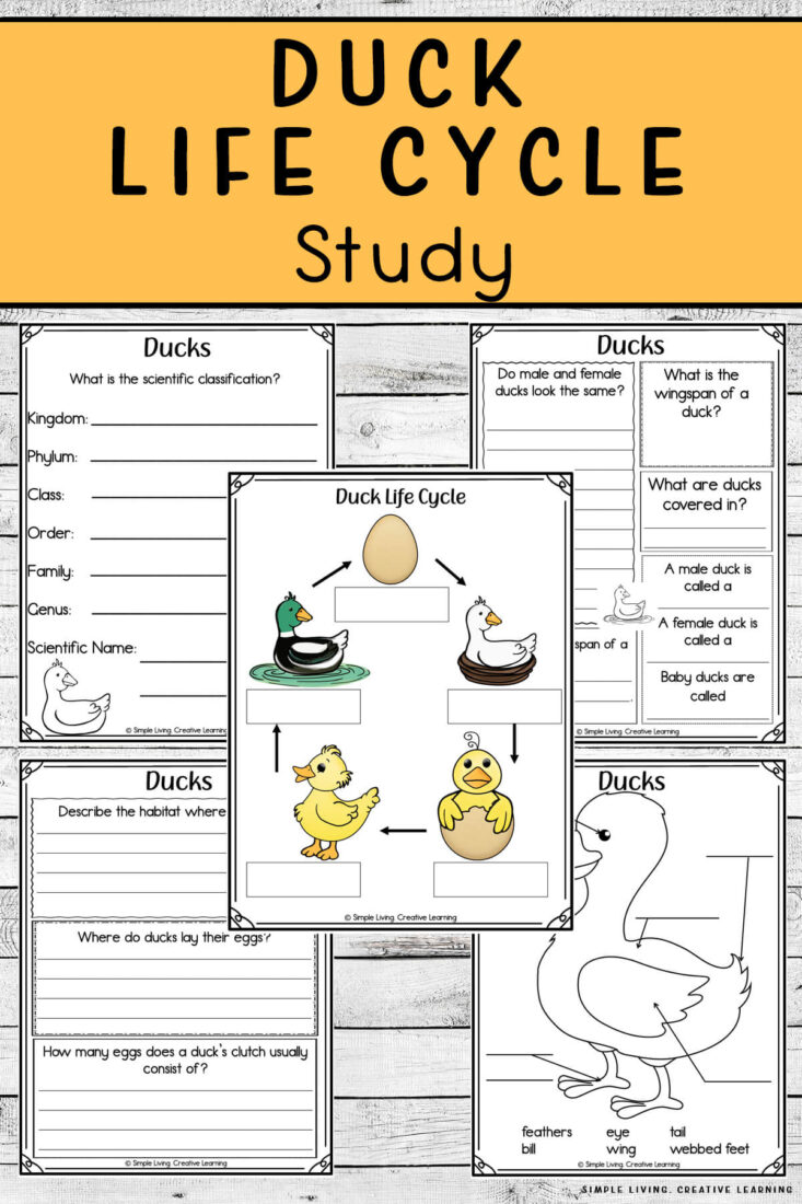 Duck Life Cycle Study - Simple Living. Creative Learning