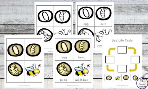 Printable Bee Life Cycle Cards - Simple Living. Creative Learning