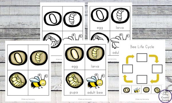 Printable Bee Life Cycle Cards - Simple Living. Creative Learning