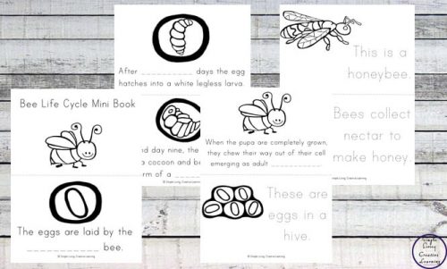 Printable Bee Life Cycle Cards - Simple Living. Creative Learning