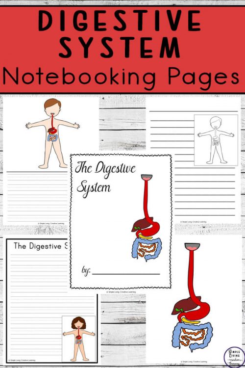 Digestive System Notebooking Pages - Simple Living. Creative Learning