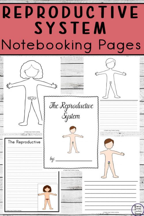 Reproductive System Notebooking Pages - Simple Living. Creative Learning
