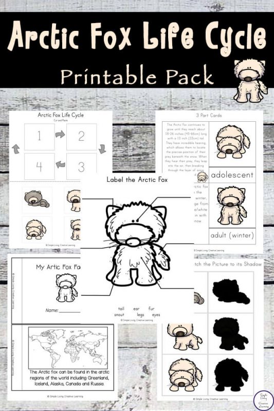Arctic Fox Life Cycle Printable Pack - Simple Living. Creative Learning