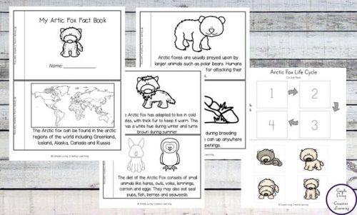 Arctic Fox Life Cycle Printable Pack - Simple Living. Creative Learning