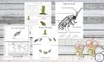 Firefly Life Cycle Book Companion Printable - Simple Living. Creative ...