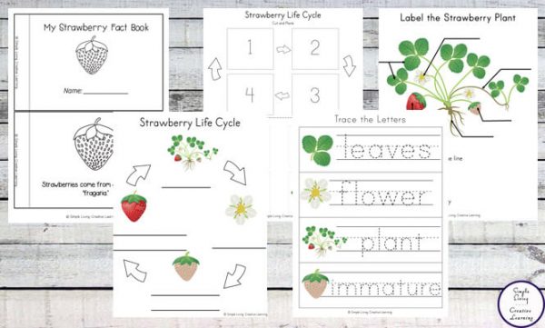Strawberry Life Cycle Printables - Simple Living. Creative Learning
