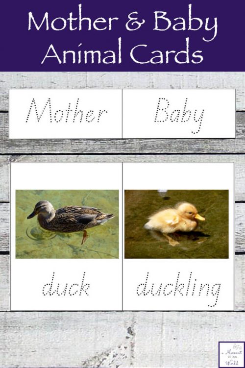 Mother and Baby Animal Cards - Simple Living. Creative Learning