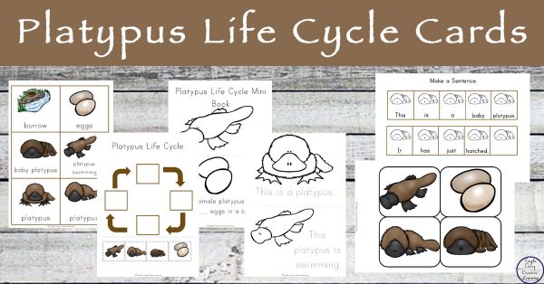 Platypus Life Cycle Cards - Simple Living. Creative Learning