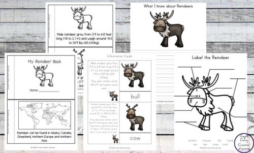 Reindeer Life Cycle Printable Pack - Simple Living. Creative Learning