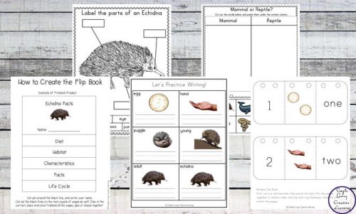 Echidna Life Cycle Printables - Simple Living. Creative Learning