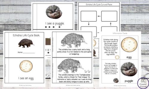 Echidna Life Cycle Printables - Simple Living. Creative Learning