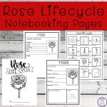 Rose Life Cycle Printable Pack - Simple Living. Creative Learning