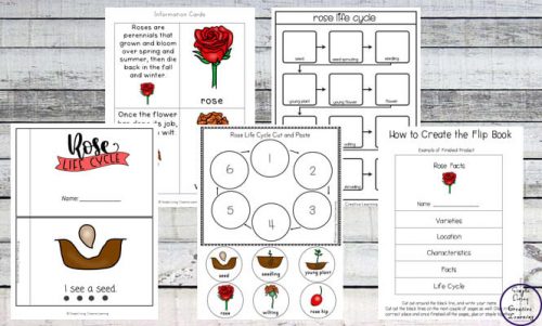 Rose Life Cycle Printable Pack - Simple Living. Creative Learning