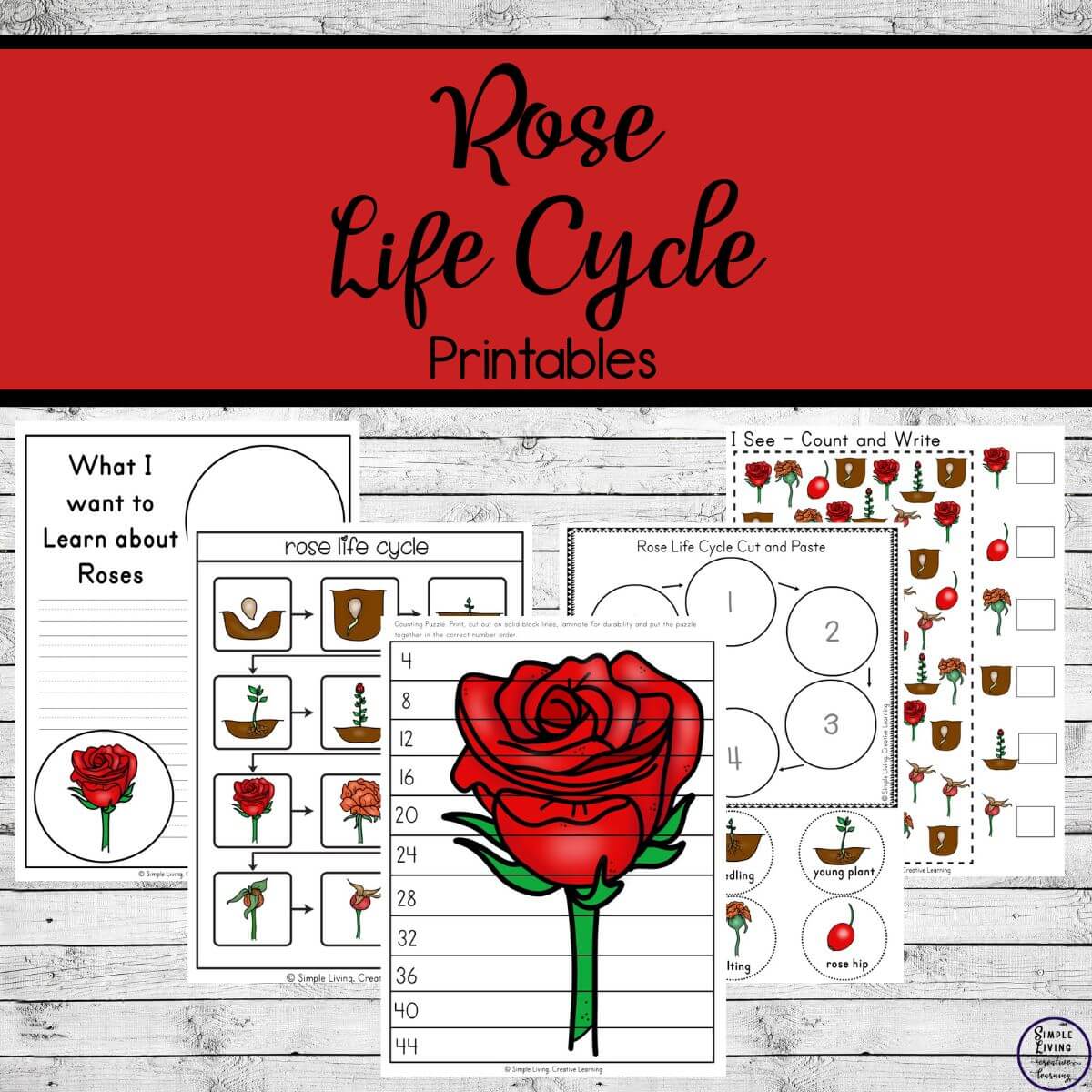 Rose Life Cycle Printable Pack - Simple Living. Creative Learning