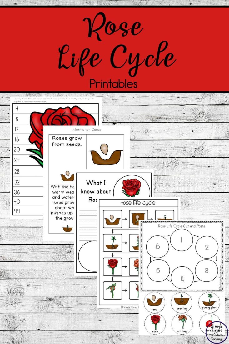 Rose Life Cycle Printable Pack - Simple Living. Creative Learning
