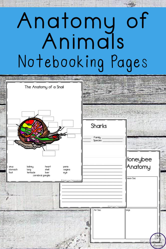 Anatomy of Animals Notebooking Pages - Simple Living. Creative Learning