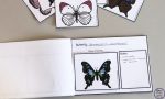 Butterfly Identification Pack - Simple Living. Creative Learning