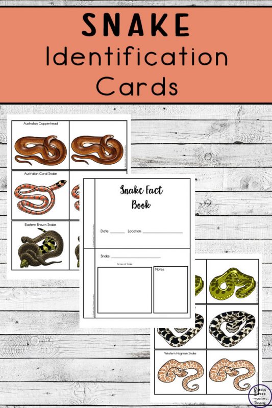 Snake Identification Cards - Simple Living. Creative Learning