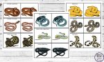 Snake Identification Cards - Simple Living. Creative Learning