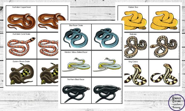 Snake Identification Cards - Simple Living. Creative Learning