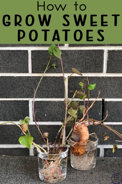 How to Grow Sweet Potatoes - Simple Living. Creative Learning