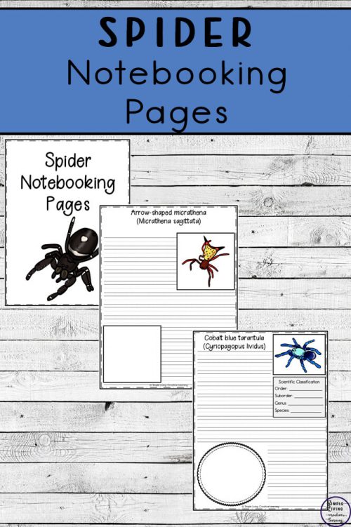 Spider Notebooking Pages - Simple Living. Creative Learning