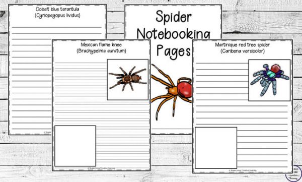 Spider Notebooking Pages - Simple Living. Creative Learning
