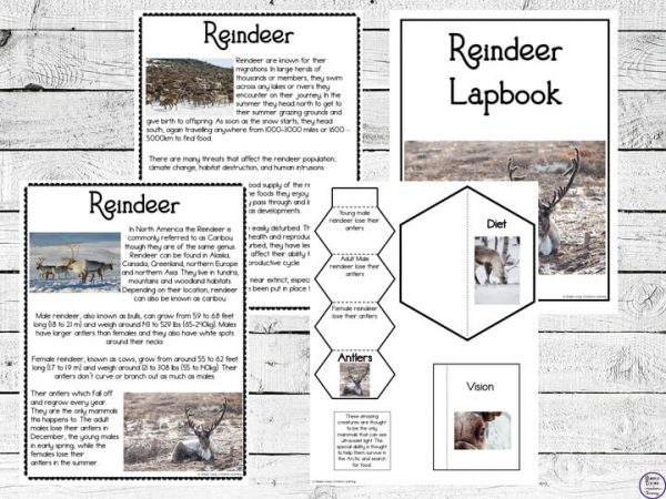 Reindeer Lapbook - Simple Living. Creative Learning