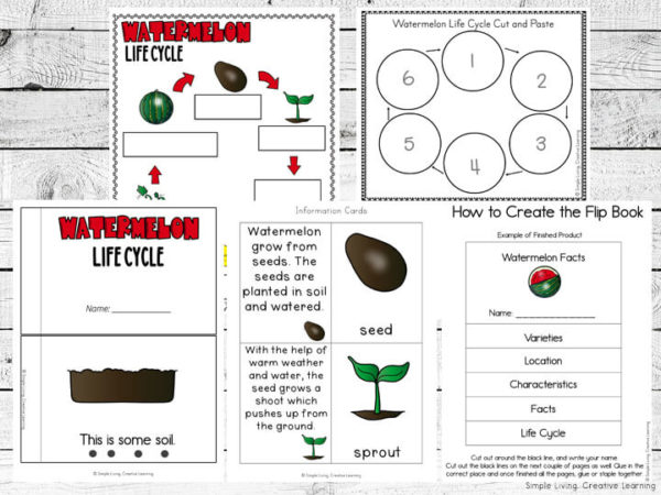 Watermelon Life Cycle Printables - Simple Living. Creative Learning