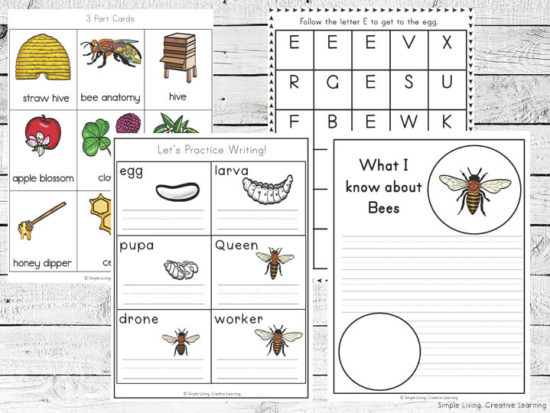 Bee Life Cycle Printable Pack - Simple Living. Creative Learning