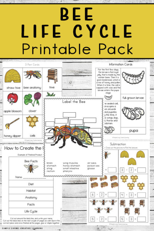 Bee Life Cycle Printable Pack - Simple Living. Creative Learning