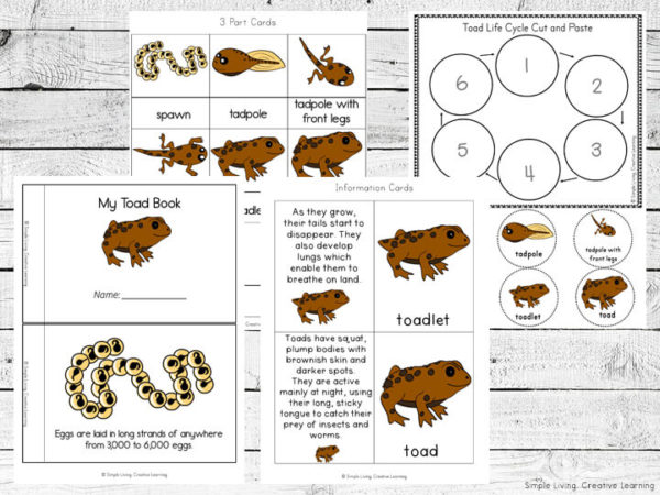 Toad Life Cycle Printables - Simple Living. Creative Learning