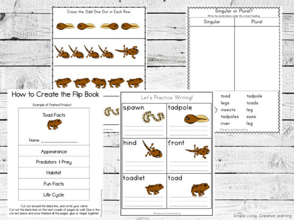 Toad Life Cycle Printables - Simple Living. Creative Learning