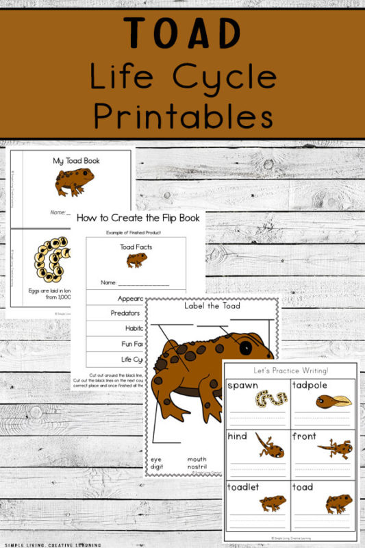 Toad Life Cycle Printables - Simple Living. Creative Learning